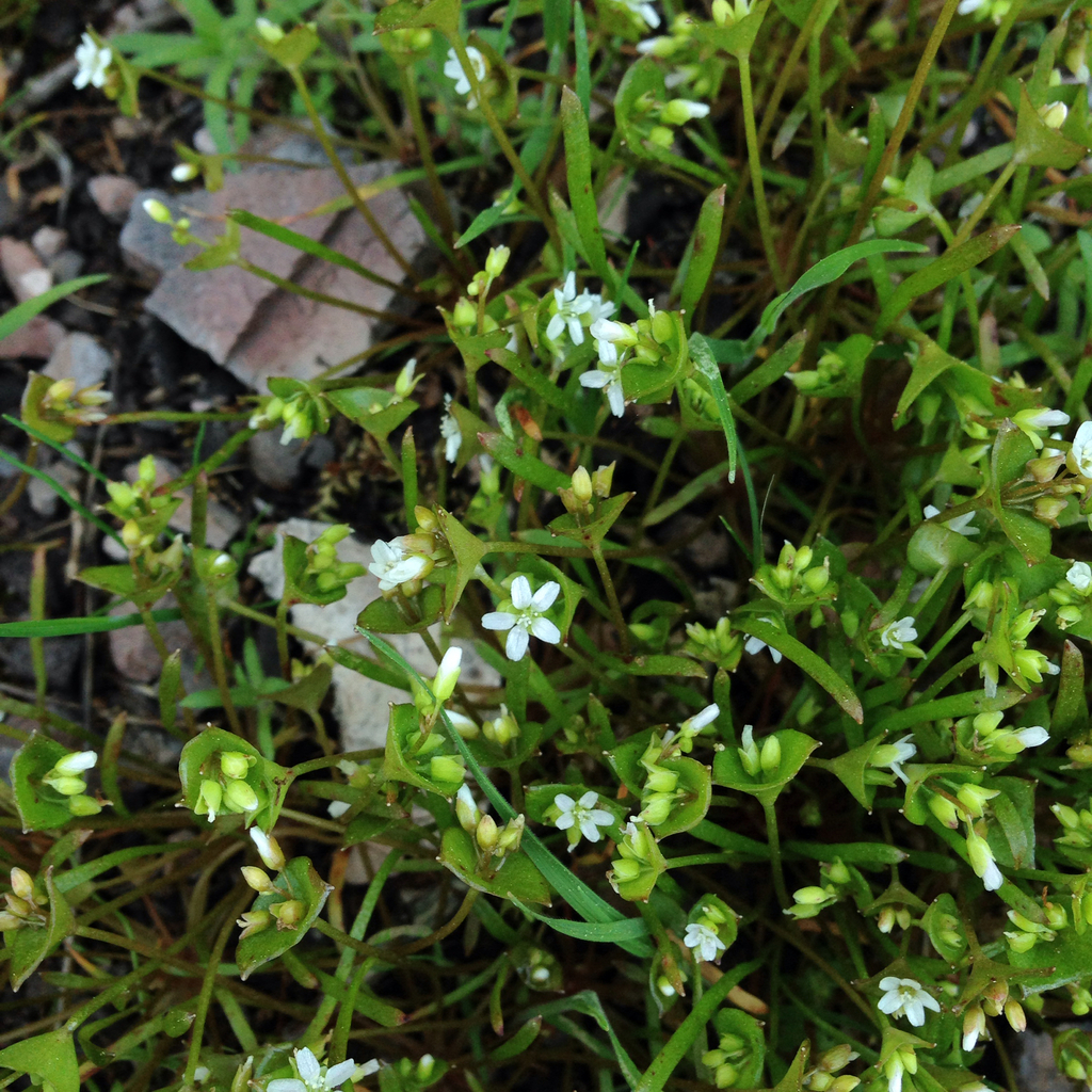 Claytonia parviflora subsp. parviflora (Vernal Plant Species of the ...