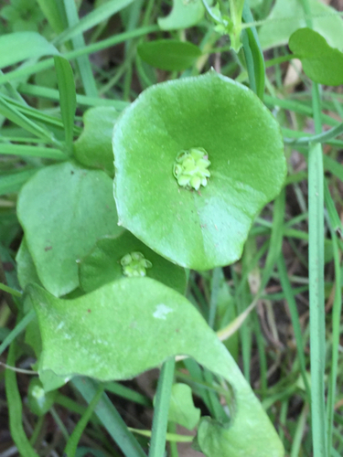 Claytonia perfoliata subsp. perfoliata (Vernal Plant Species of the ...