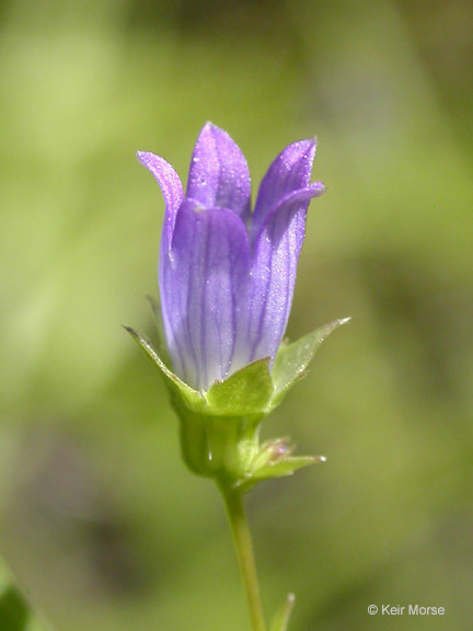 western pearlflower (Vernal Plant Species of the California South Coast ...