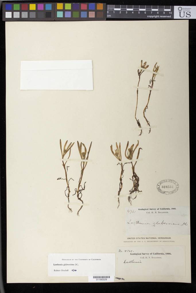 smooth goldfields (Vernal Plant Species of the California South Coast ...
