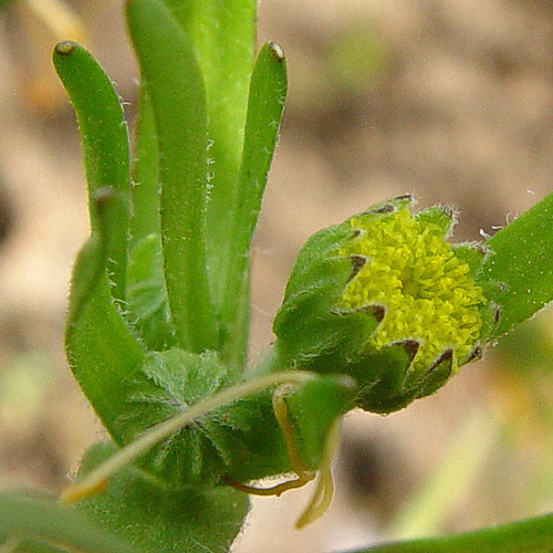 smooth goldfields (Vernal Plant Species of the California South Coast ...