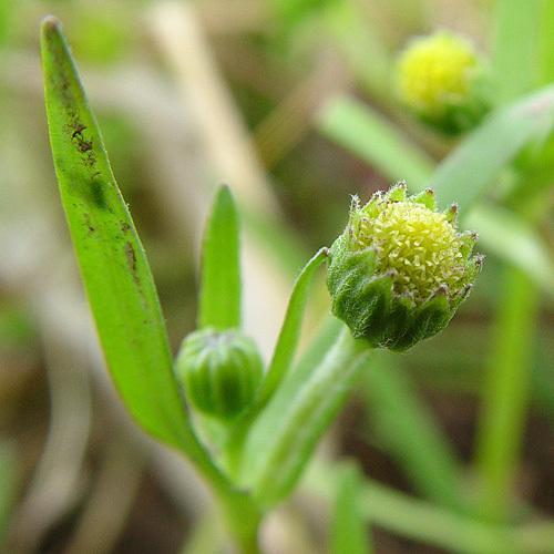smooth goldfields (Vernal Plant Species of the California South Coast ...