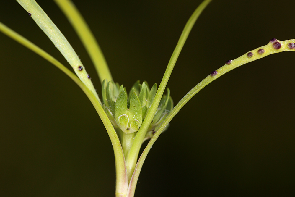 San Diego Pepperweed (Vernal Plant Species of the California South ...