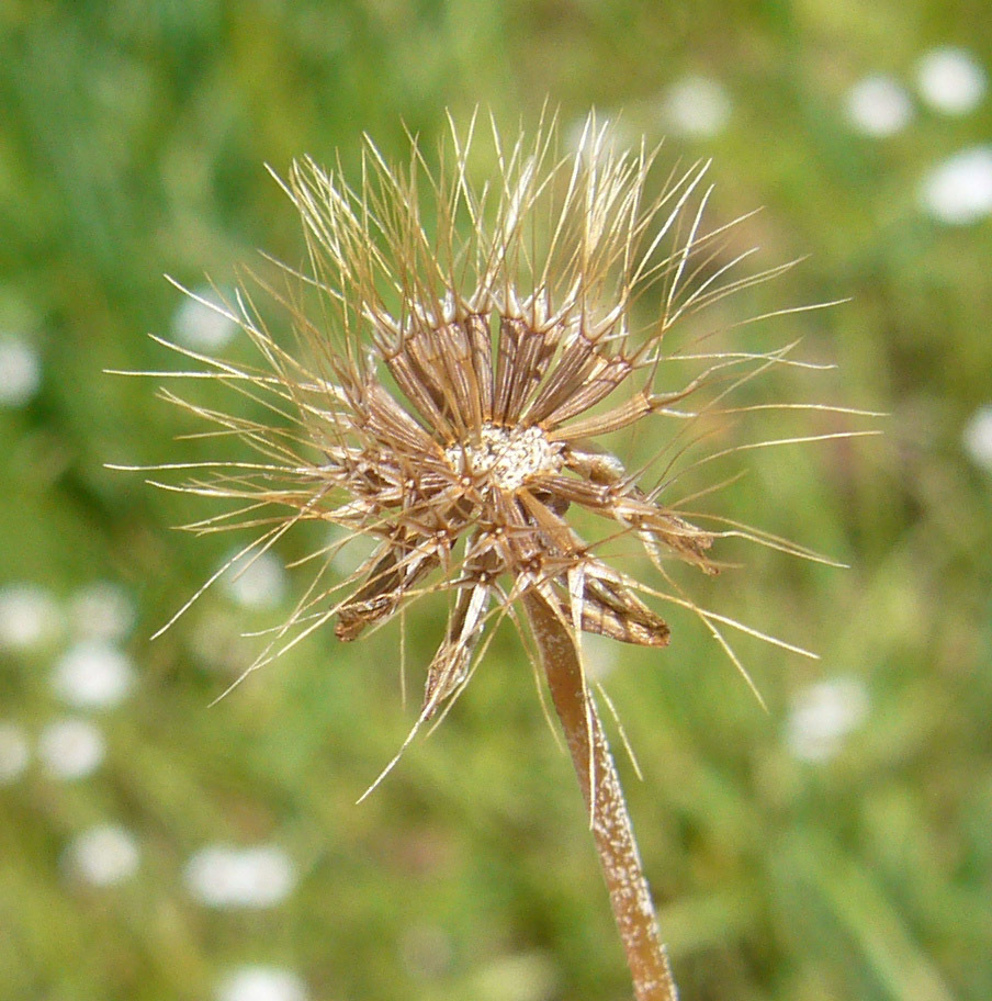 Microseris elegans (Vernal Plant Species of the California South Coast ...