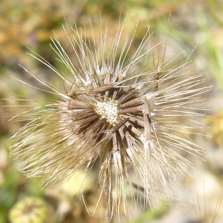 Microseris elegans (Vernal Plant Species of the California South Coast ...