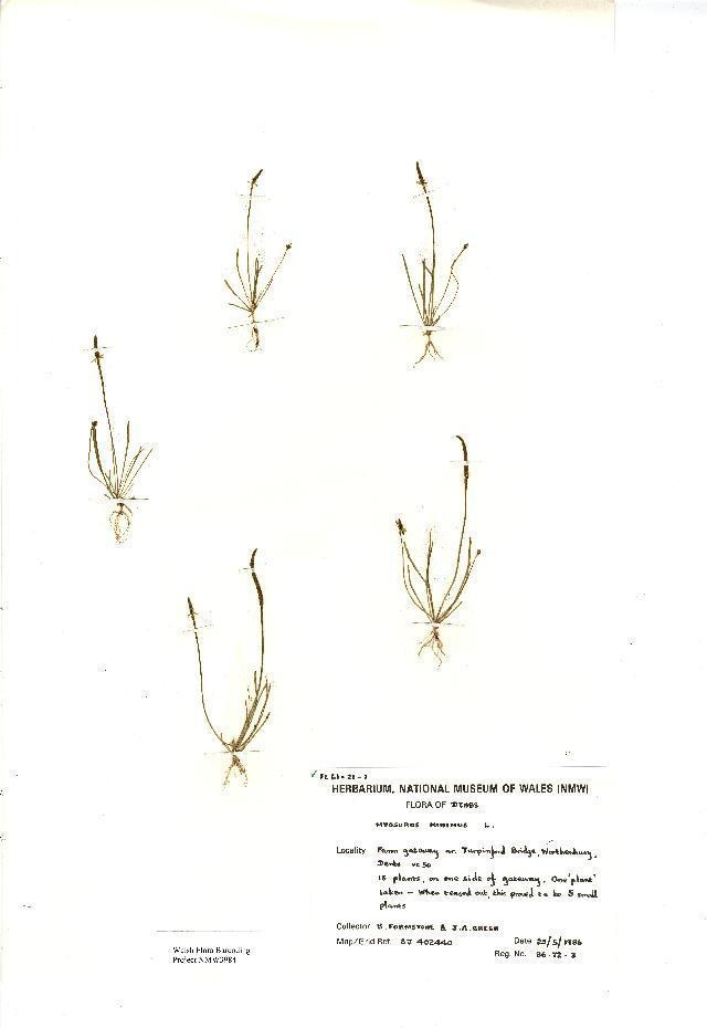 mousetail (Vernal Plant Species of the California South Coast Ranges ...