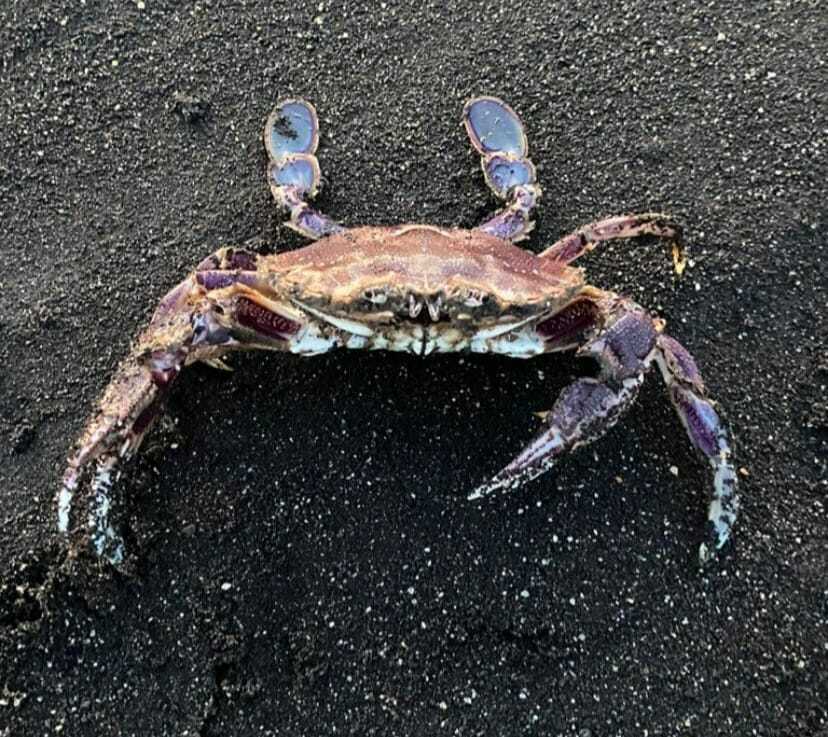 Rowing Crab from Caleta Lenga, Hualpén, Bío Bío, Chile on November 12 ...