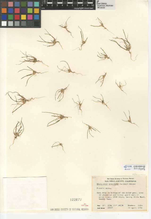 vernal pincushion plant (Vernal Plant Species of the California South ...