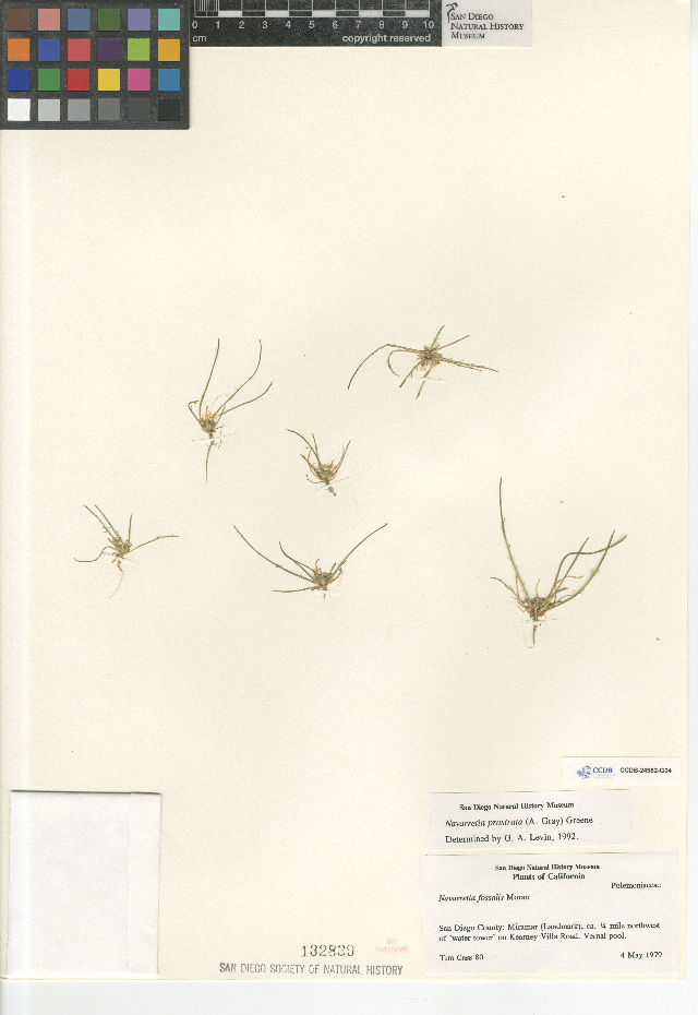 vernal pincushion plant (Vernal Plant Species of the California South ...