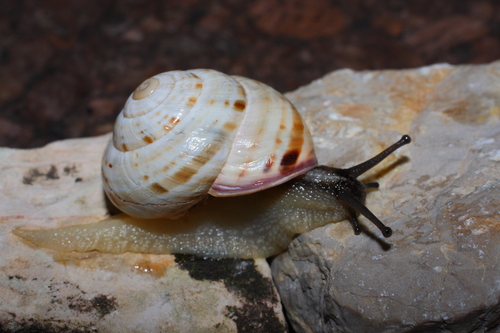 Mountain Banded Snail | Native Nature