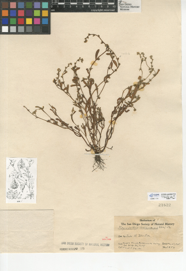 rough-nutlet popcornflower (Vernal Plant Species of the California ...