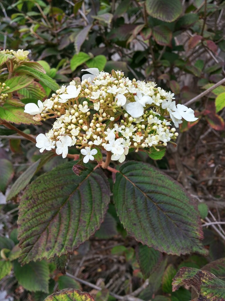 Japanese snowball from Druid Hills, GA, USA on December 10, 2020 at 11: ...