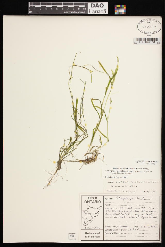 small pondweed (Vernal Plant Species of the California South Coast ...