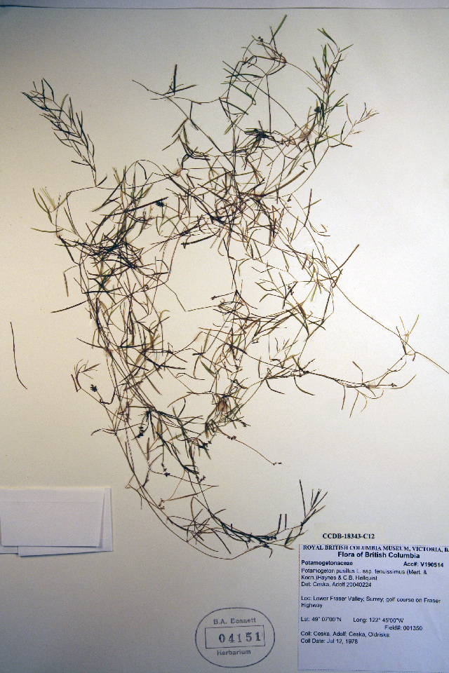 small pondweed (Vernal Plant Species of the California South Coast ...