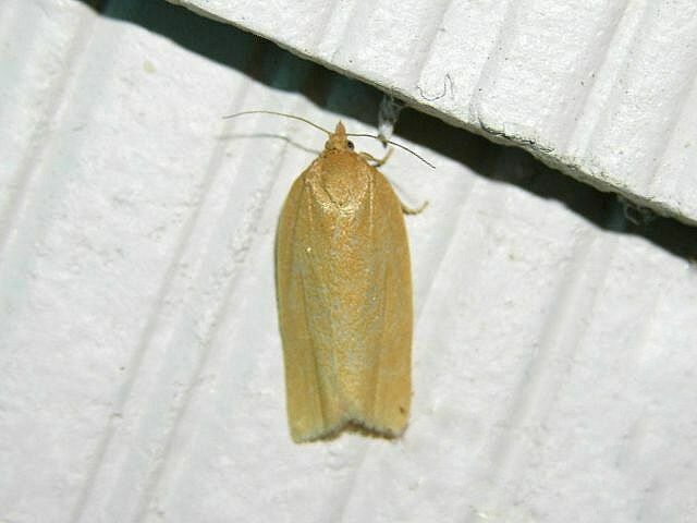 Pallid Leafroller Moth from Floyd Bennet Field, Brooklyn, NY, USA on ...