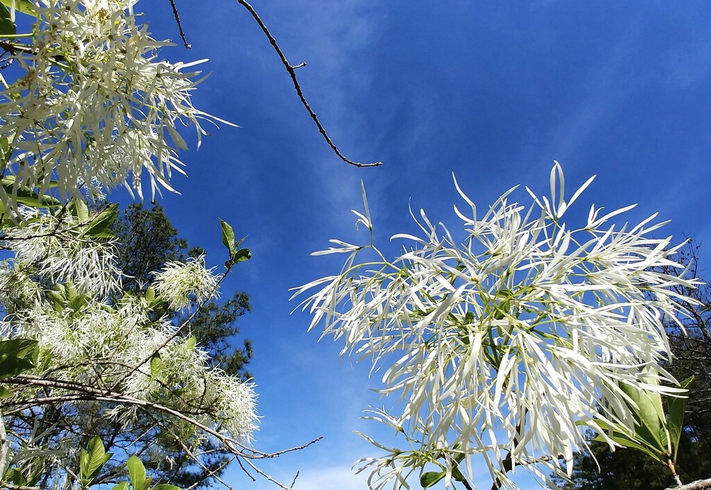 white fringetree from Dekalb County, GA, USA on April 21, 2020 at 10:52 ...