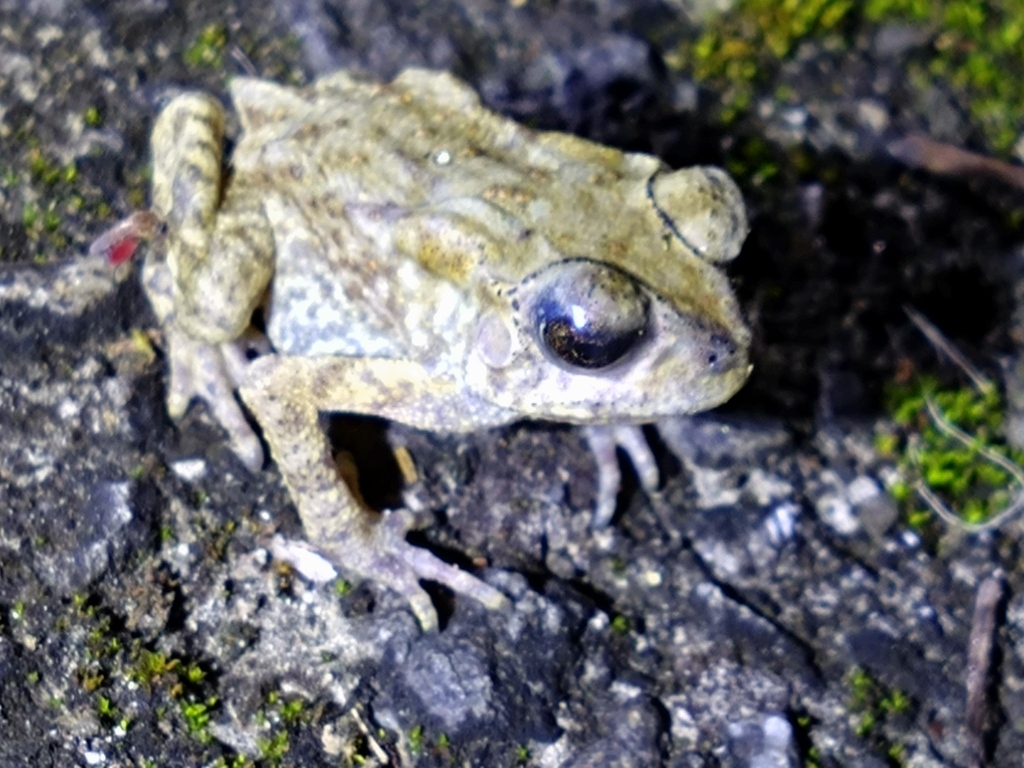 Asian Common Toad from 312台灣新竹縣橫山鄉 on December 3, 2023 at 07:58 PM by ...