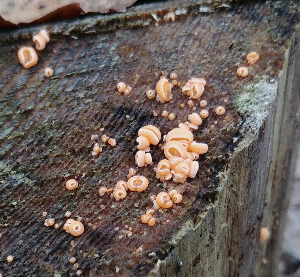 Fungi Including Lichens from Druid Hills, GA, USA on December 16, 2020 ...
