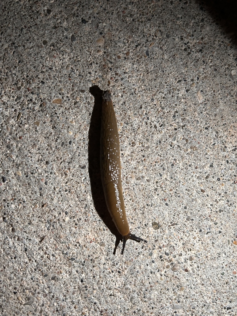 Arion Slugs from St. Paul's University College, Waterloo, ON, CA on ...