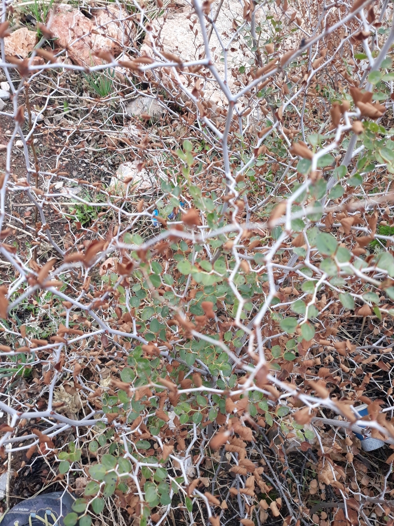 Lotus of the Lotophages in December 2023 by Karim Haddad · iNaturalist