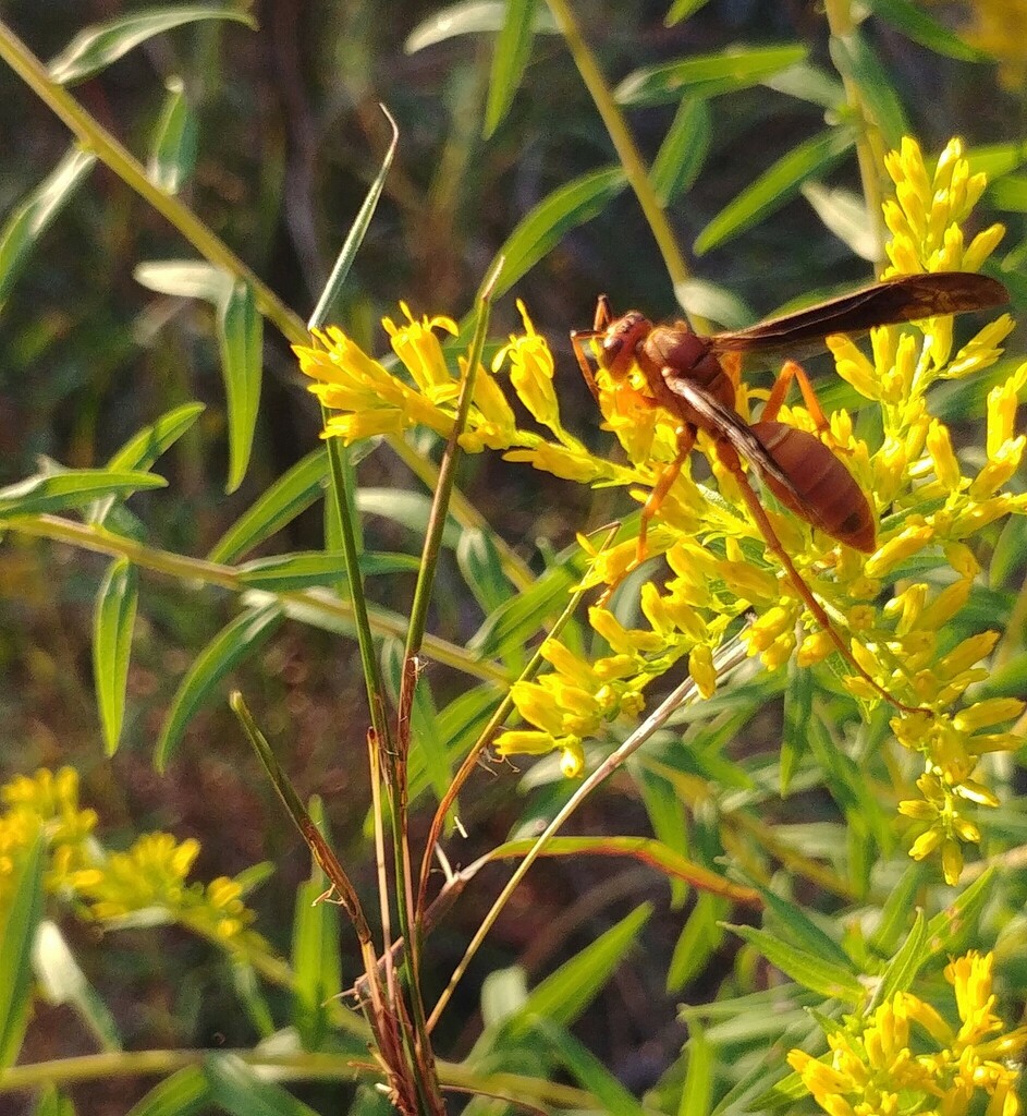 Typical Paper Wasps from Dekalb County, GA, USA on September 22, 2020 ...