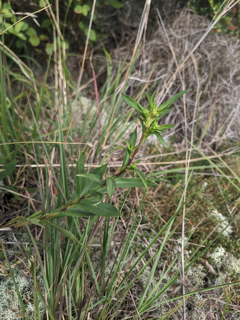 Creeping Aster in July 2023 by Alaina Krakowiak · iNaturalist