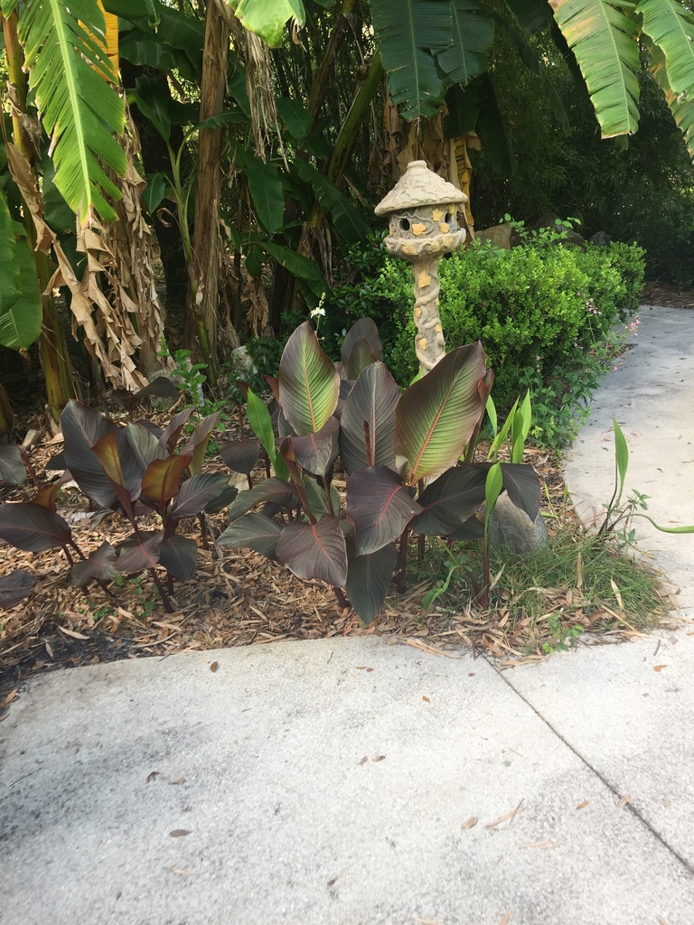 Flowering Plants from 32608, Gainesville, FL, US on March 30, 2019 at ...