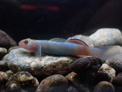 Lentipes kijimuna · NaturaLista Colombia