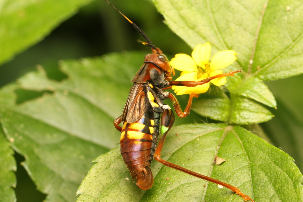 Scaphura nigra from Parque do Estado, São Paulo - SP, Brasil on ...