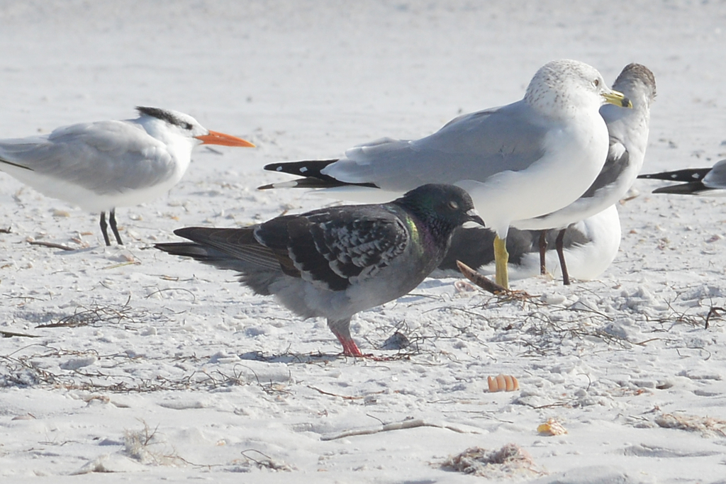 Feral Pigeon from Sarasota, FL, USA on January 22, 2023 at 11:24 AM by ...