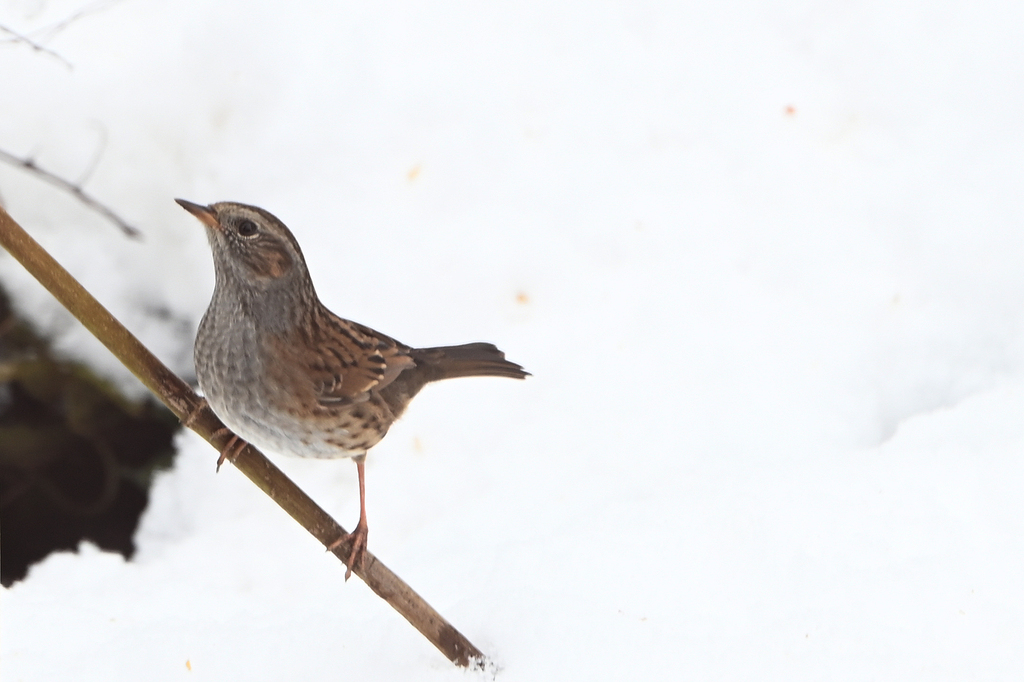 Dunnock from 31061 Alfeld (Leine), Deutschland on December 3, 2023 at ...