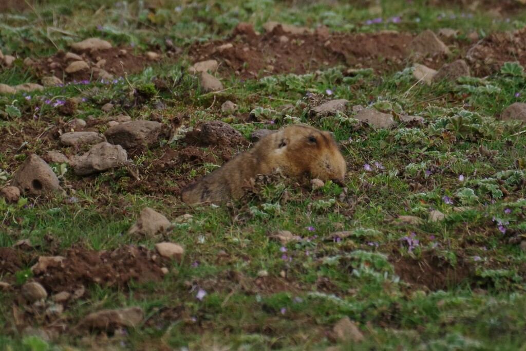 Giant Root Rat in November 2023 by aie_ling · iNaturalist