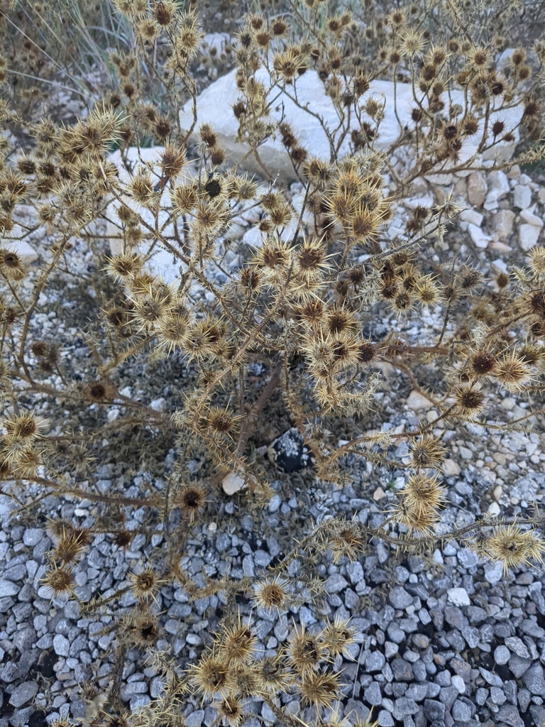 buffalo-bur from Val Verde County, US-TX, US on December 5, 2023 at 07: ...