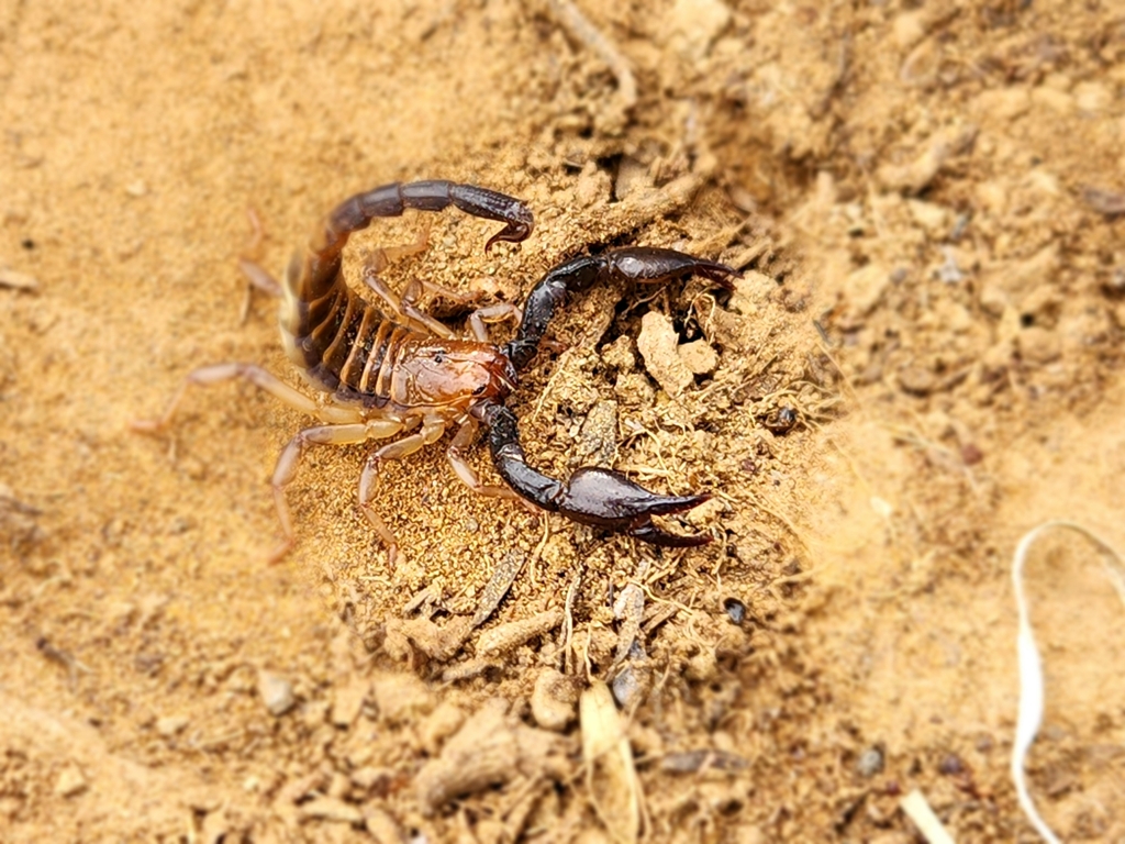 Robust Burrowing Scorpion from Camdeboo Local Municipality, South ...