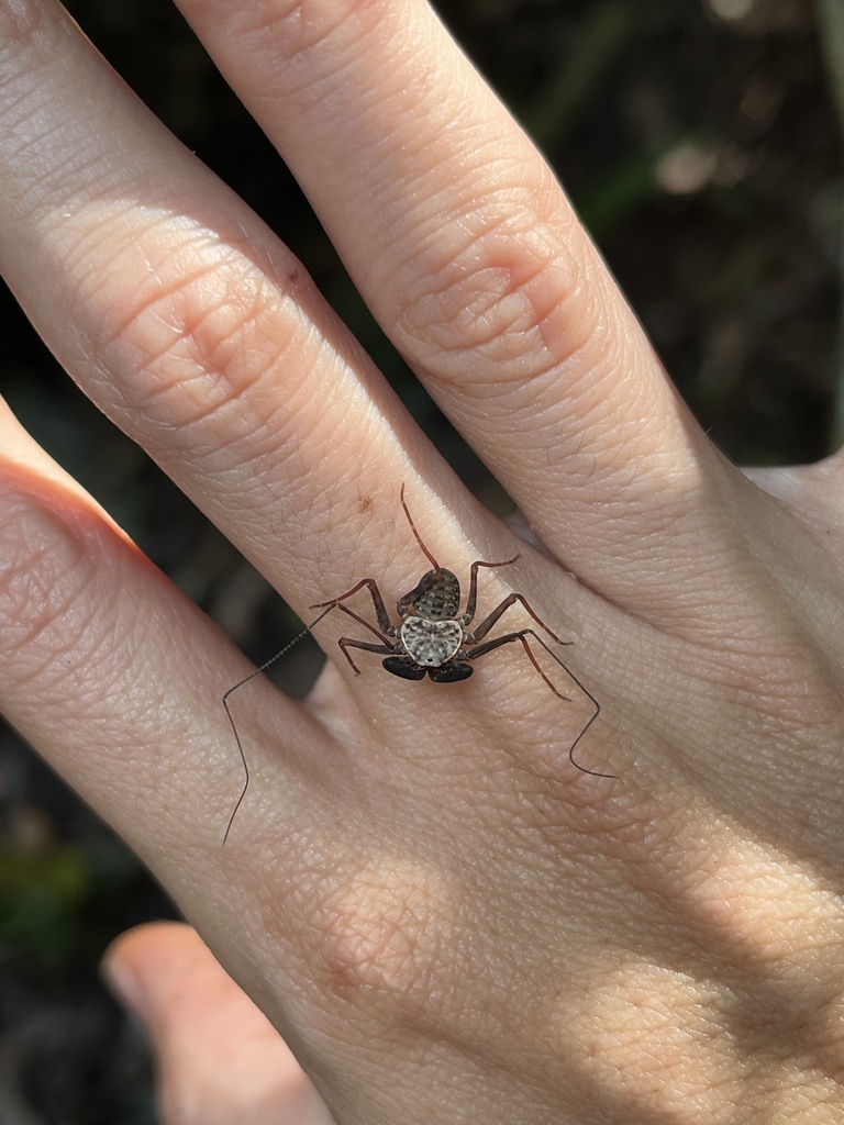 Phrynus cozumel from Isla Cozumel, Cozumel, Q. Roo., MX on December 5 ...