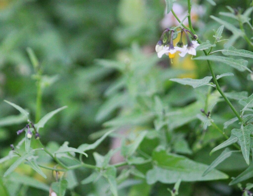 Texas nightshade from South Side, Corpus Christi, TX, USA on December 5 ...