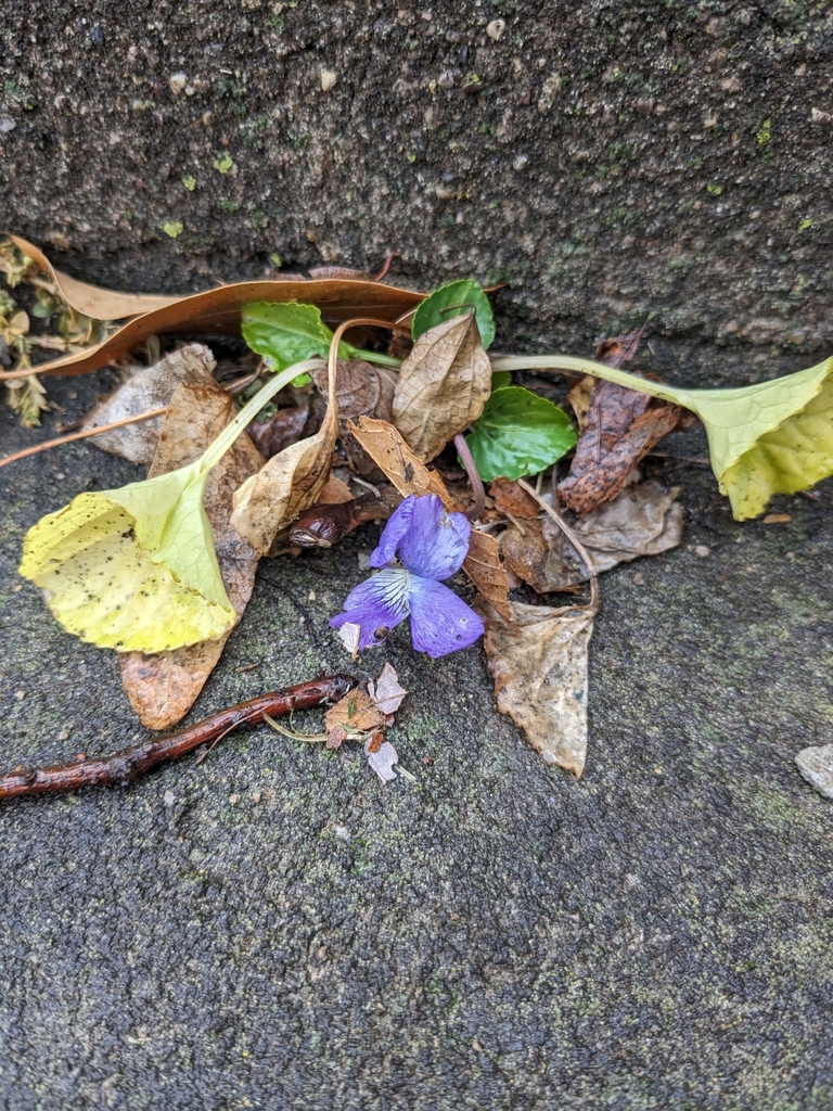 common blue violet from Five Oaks, Dayton, OH, USA on December 05, 2023 ...