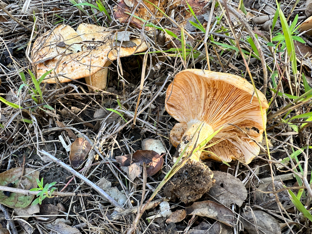 golden milkcap from Los Angeles, California, United States on December ...