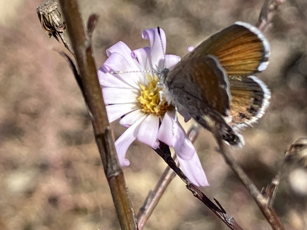 Western Pygmy-Blue from Bridgeport, TX, US on December 5, 2023 at 11:24 ...