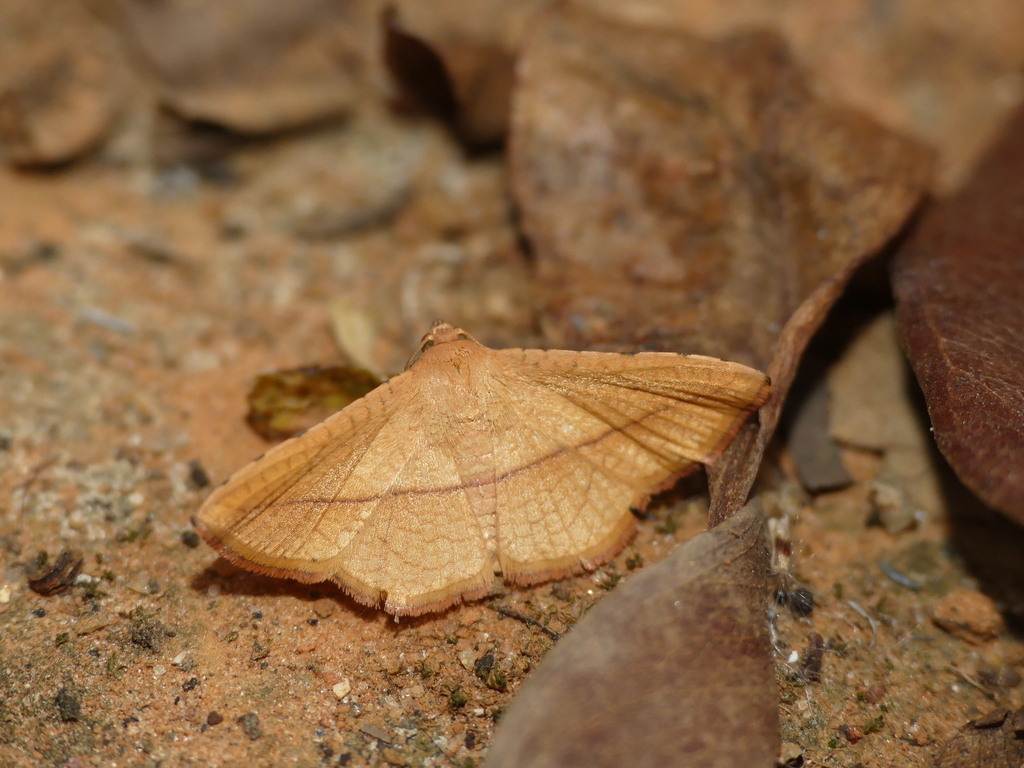 Striglina scitaria from Weavers Colony, Nagercoil, Tamil Nadu, India on ...
