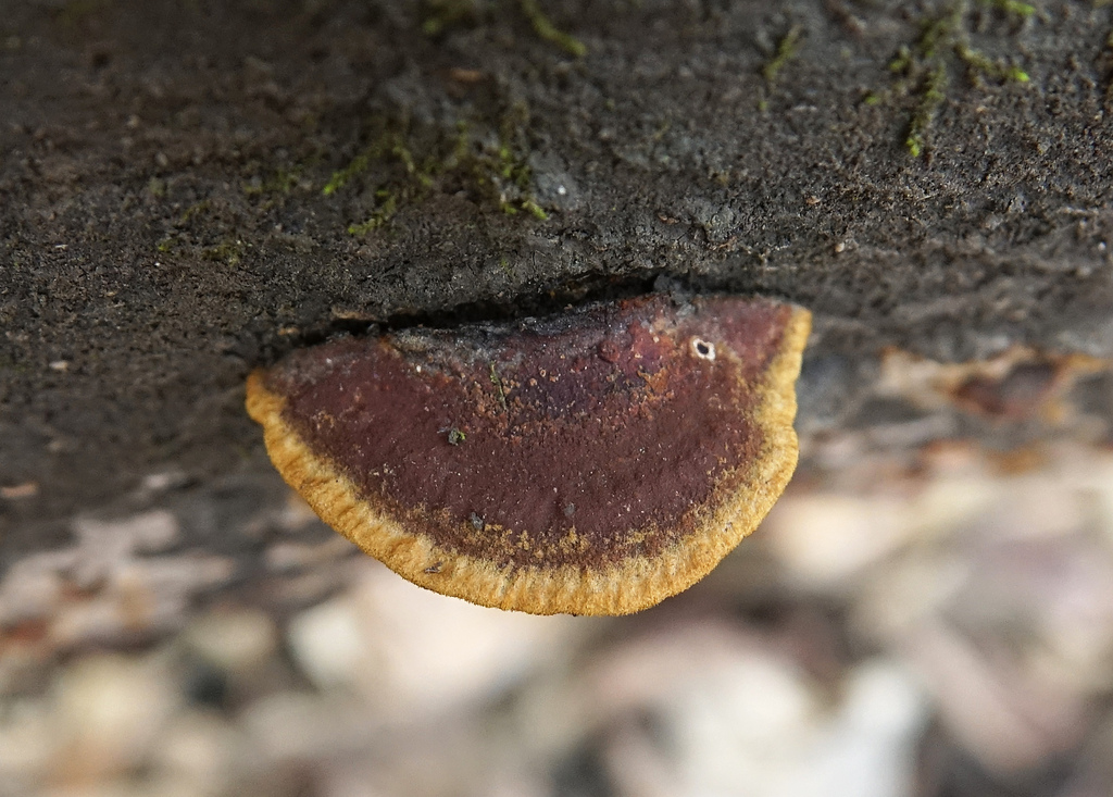 Mustard Yellow Polypore from Welton Grove on December 4, 2023 at 03:28 ...