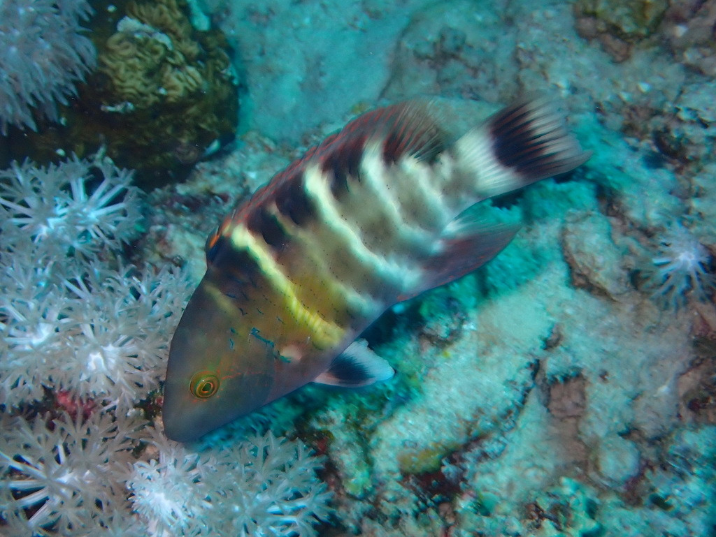 Red Sea Redbreasted Wrasse from Sataya, Égypte on August 2, 2023 at 08: ...