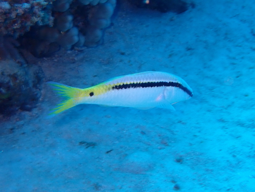 Red Sea Goatfish from Sataya, Égypte on August 2, 2023 at 07:59 AM by ...