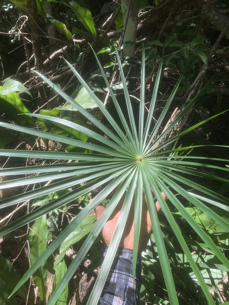 Silver Thatch Palm (Coccothrinax alta) - Botanical Realm