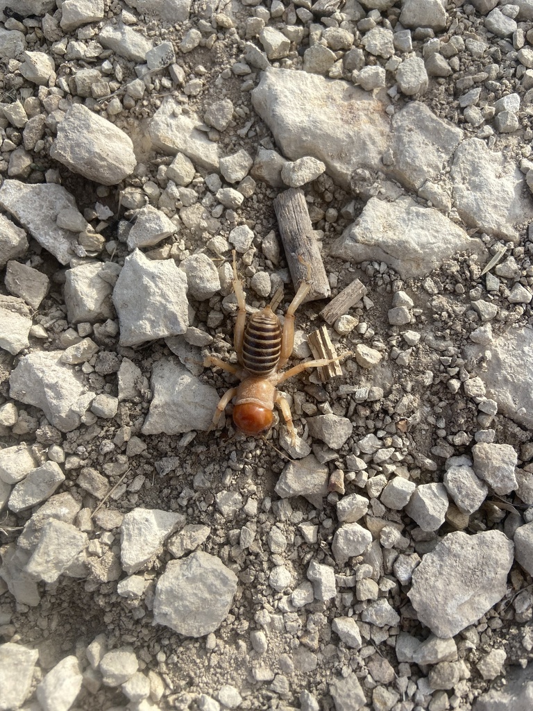 North American Jerusalem Crickets from Meeker, CO, US on October 25 ...
