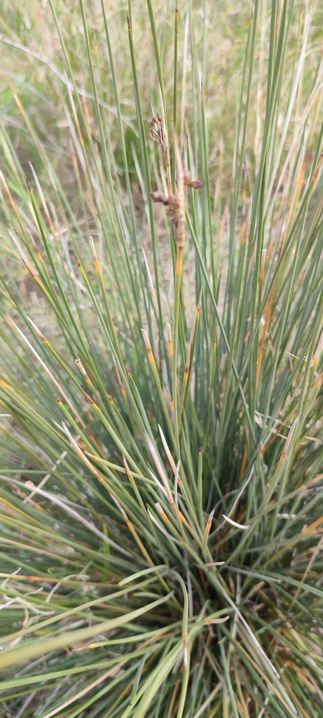 spiny rush from El Prat de Llobregat, Barcelona, España on December 5 ...
