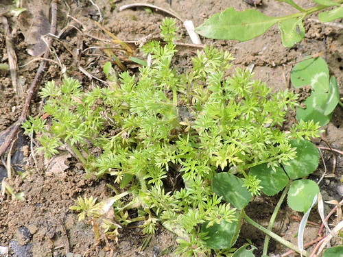 common soliva (Plants of Dallas/Fort Worth) · iNaturalist