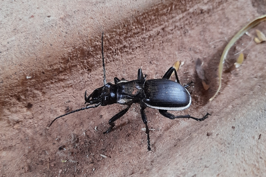 Anthia circumscripta from Otjozondjupa Region, Namibia on December 4 ...