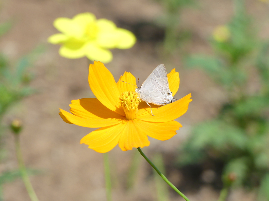 Common Guava Blue from Tamil Nadu Agricultural University, P N Pudur ...