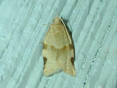 Greenish Apple Moth from Bedford Audubon Society, Katonah, NY, USA on ...